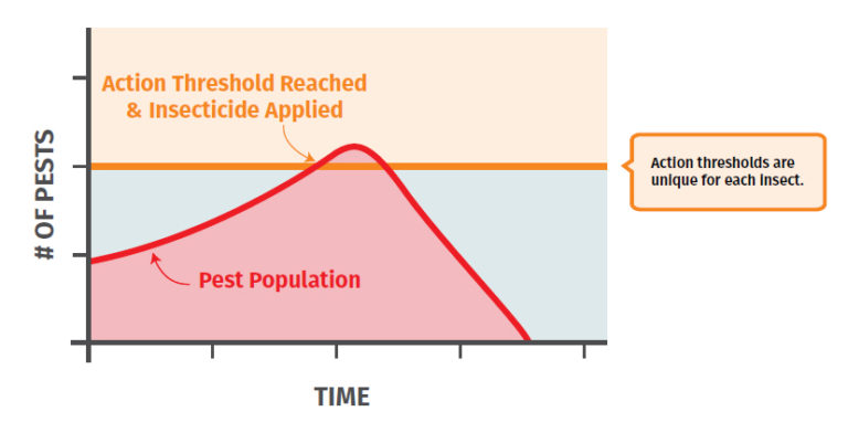 Evaluating the need for insecticide application - Manage Resistance Now
