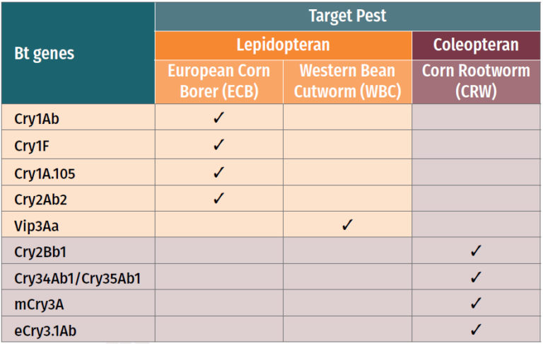 Bt Corn 101 - Manage Resistance Now