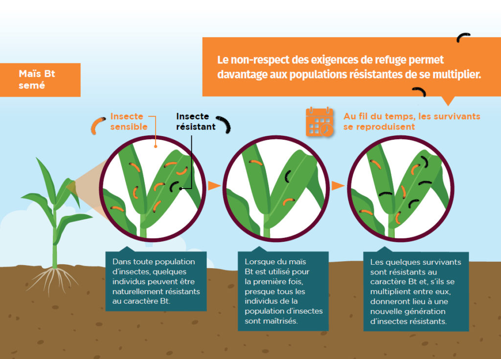 COMMENT LA RÉSISTANCE SE DÉVELOPPE DANS LE MAÏS BT - GÉREZ LA RÉSISTANCE MAINTENANT