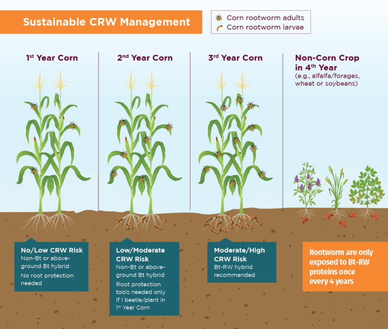 Managing Corn Rootworm Resistance to Bt Corn in Continuous Corn Fields ...