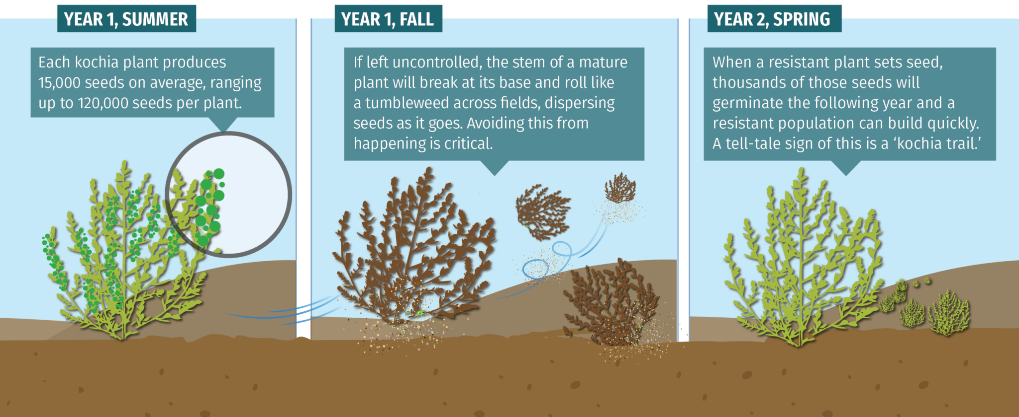 Managing Herbicide-Resistant Kochia - Manage Resistance Now