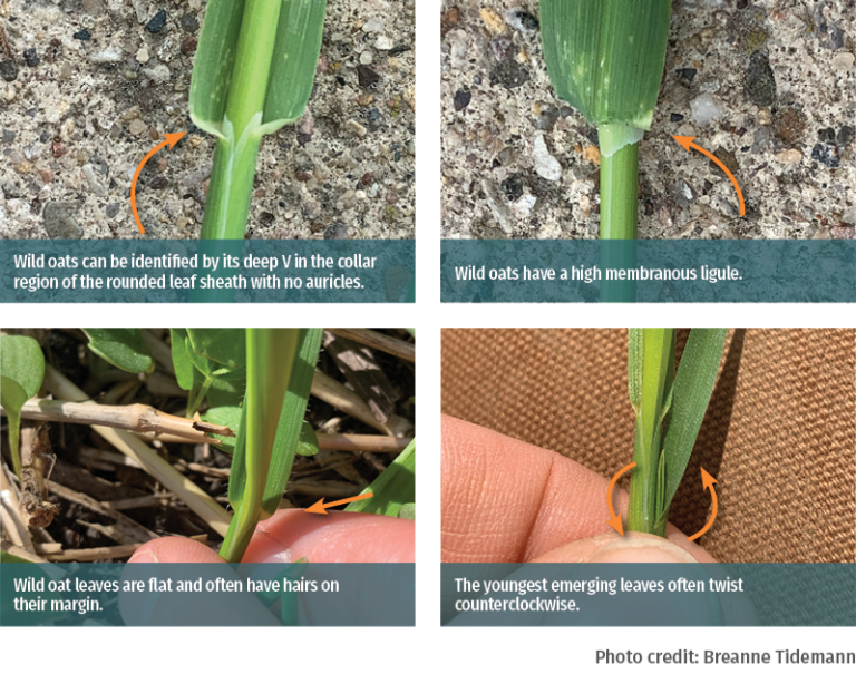 Managing Herbicide-Resistant Wild Oats - Manage Resistance Now